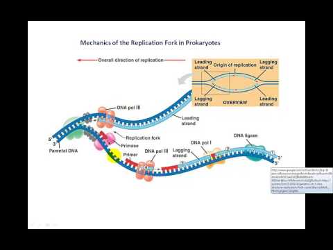 L9b DNA Replication