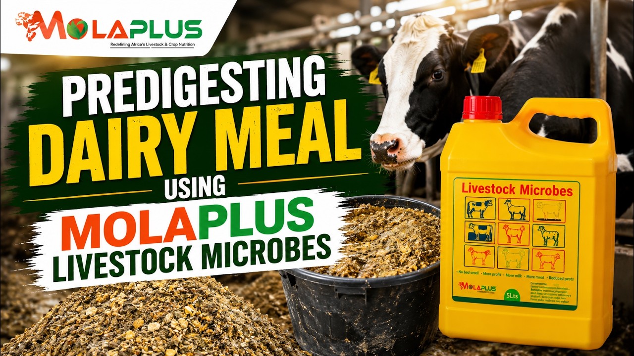 The Essence of Predigesting Dairy Meal Using MolaPlus LIvestock Microbes