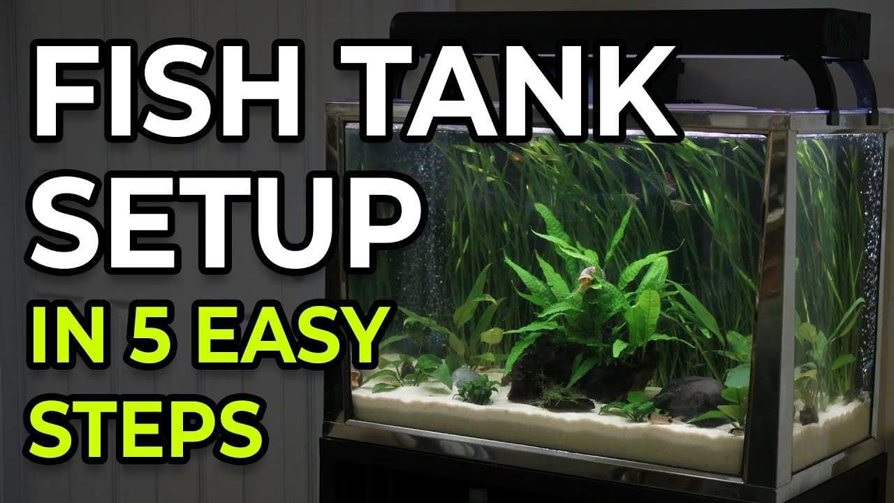 How to Set Up a Freshwater Fish Tank – First Aquarium Setup Guide