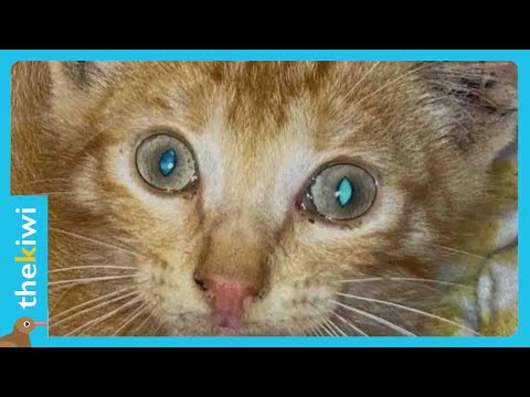 Complicated rescue of sullen cat