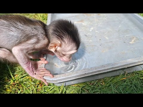 It's amazing π₯°πThe development of baby monkeys Noah and Mochi, they can already drink water by ,,,