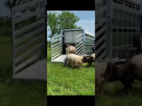 Sheep decks on a M-Tec livestock trailer