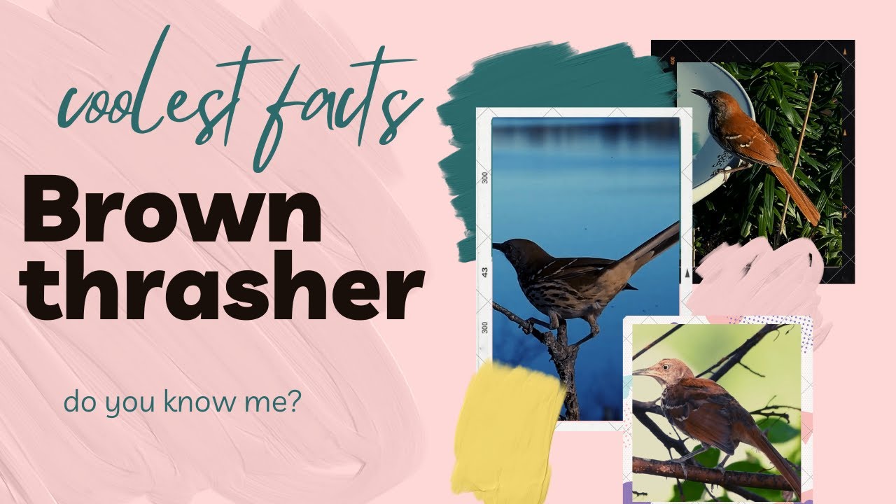Brown thrasher facts