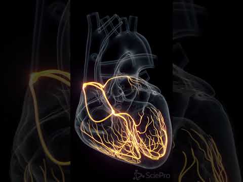 Conduction System of the Heart | 3D Animation