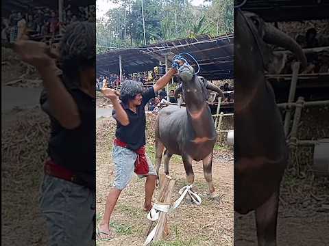 Cara Qurban toraja. sekali tebas putus