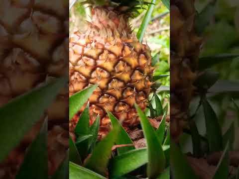 #pineapple contain bromelain used to tenderize meat