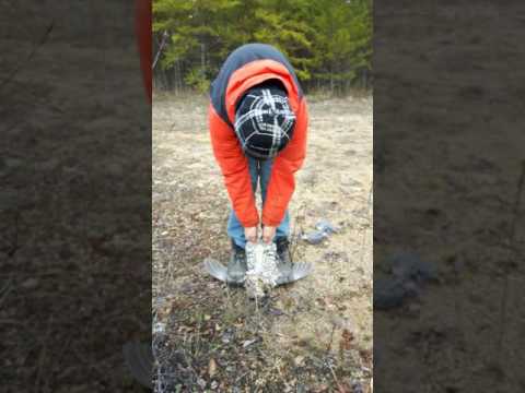 How to field dress a grouse.