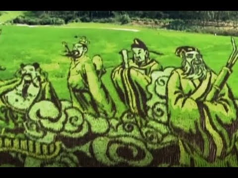 3D rice paddy painting in China astonishes visitors | CCTV English