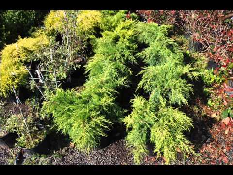 Deer Proof Plants Junipers For Eastern Pa