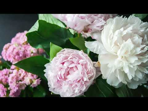 How to plant Peonies (bare root)
