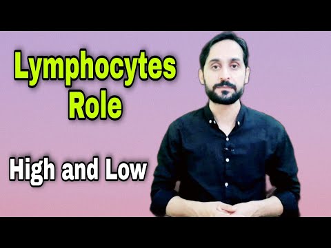 What is Lymphocyte | Role of Lymphocytes