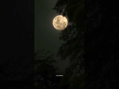 Taylor Swift - cardigan (lyrics) | Aesthetic #shorts