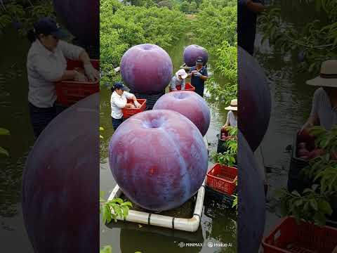 Giant Round Plums Growing in Hydroponics on a Floating Orchard 🍑💧