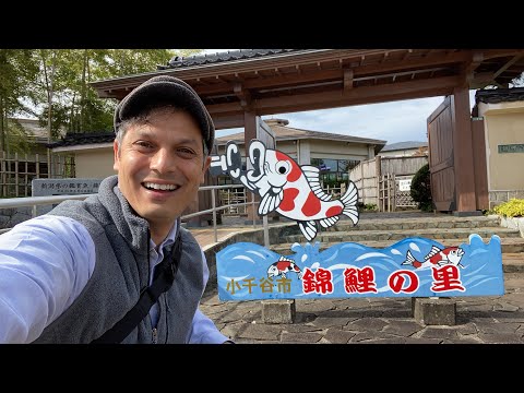 Japanese Koi “Noshikigoi” Center | Niigata