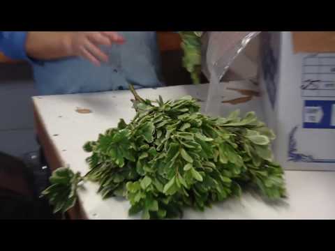 How To Prepare Florida Verigated Pittosporum - lwflowers.com