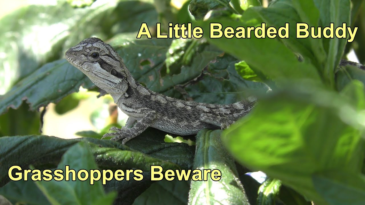 Eastern Bearded Dragon, A new scaly friend in the patch.