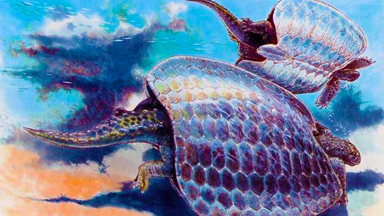 Henodus - A Triassic Placodont