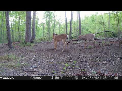 2024 Apr 25 - More Deer Come to the Lick