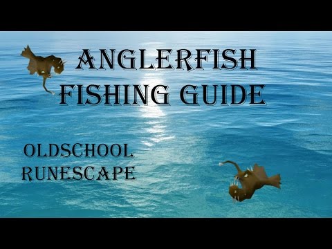 OldSchoolRunescape: How to catch anglerfish? Anglerfish fishing guide (zeah, piscalirious house)