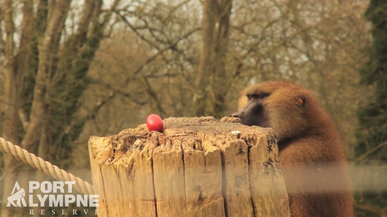 Port Lympne's Guinea Baboons Enjoy an Easter Egg Hunt