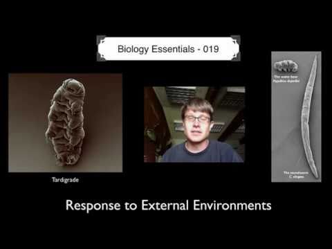 Respond to the Environment — Characteristics of Life - Expii