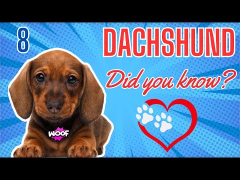 8 Fun Facts about Dachshunds You Need to Know! πΎππ
π #dachshunds #funfacts #doglovers #petlovers #dog