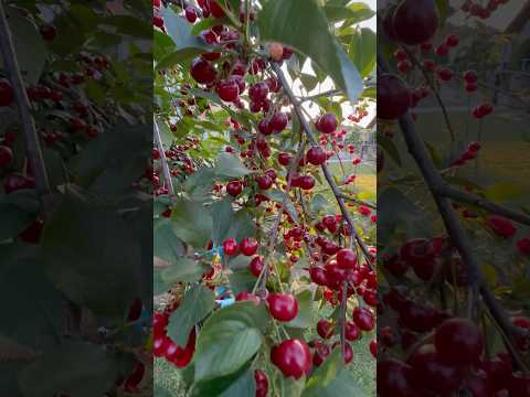 Cherry tree and sunset - the perfect harmony of nature