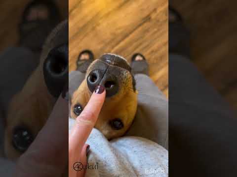 Does your dog chomp when he talks? #dogsofyoutube