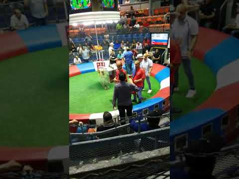Club gallistico de Puerto Rico jugada especial de postas de $1.000 usd en adelante