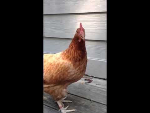 Hen making strange honking noise (with video) | BackYard Chickens ...