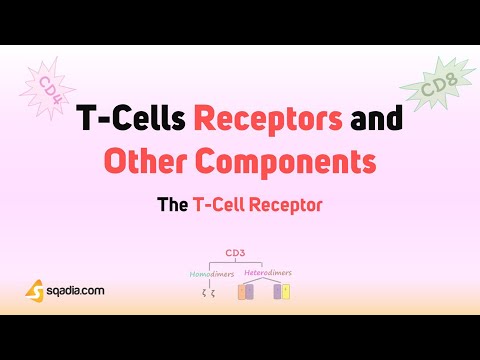 The T-Cell Receptor - T-Cell Receptors and Other Components
