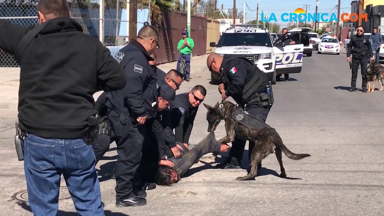 Armed to the teeth, the K9s of the Mexicali Police