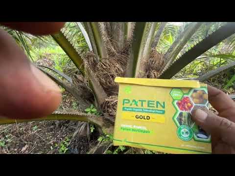 Cara aplikasi cara memupuk Paten Gold pada kelapa sawit umur 3 Tahun