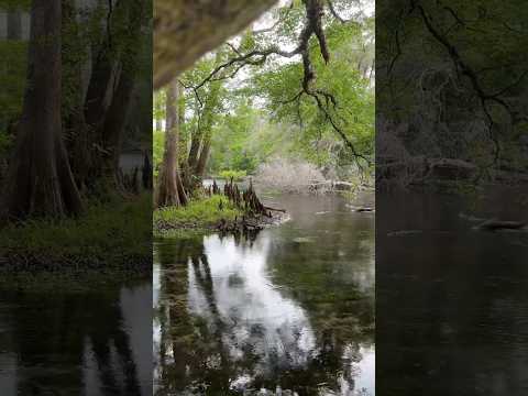 Hidden Spring neat Rum Island Springs in Florida — Crystal Clear Water, Spanish Moss, Oaks, Cypress
