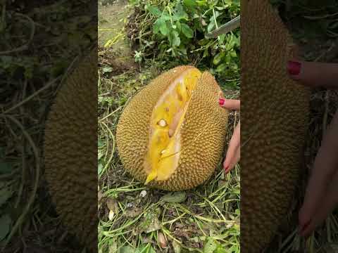 Unboking Nangka Madu #nangkamadu