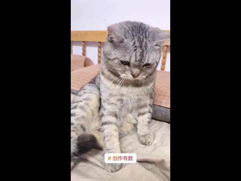 What just happend π₯Ίβ€οΈπ₯΅ #tiktok #adorablecats #cute #cutekitty