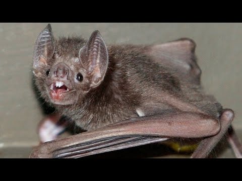 Bat Evolution (with Tony Reed)