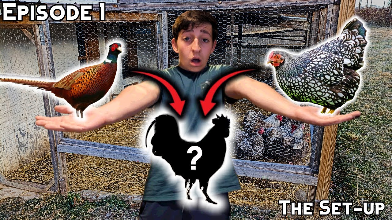Can I Create A Pheasant + Chicken Hybrid? (The Set-Up)