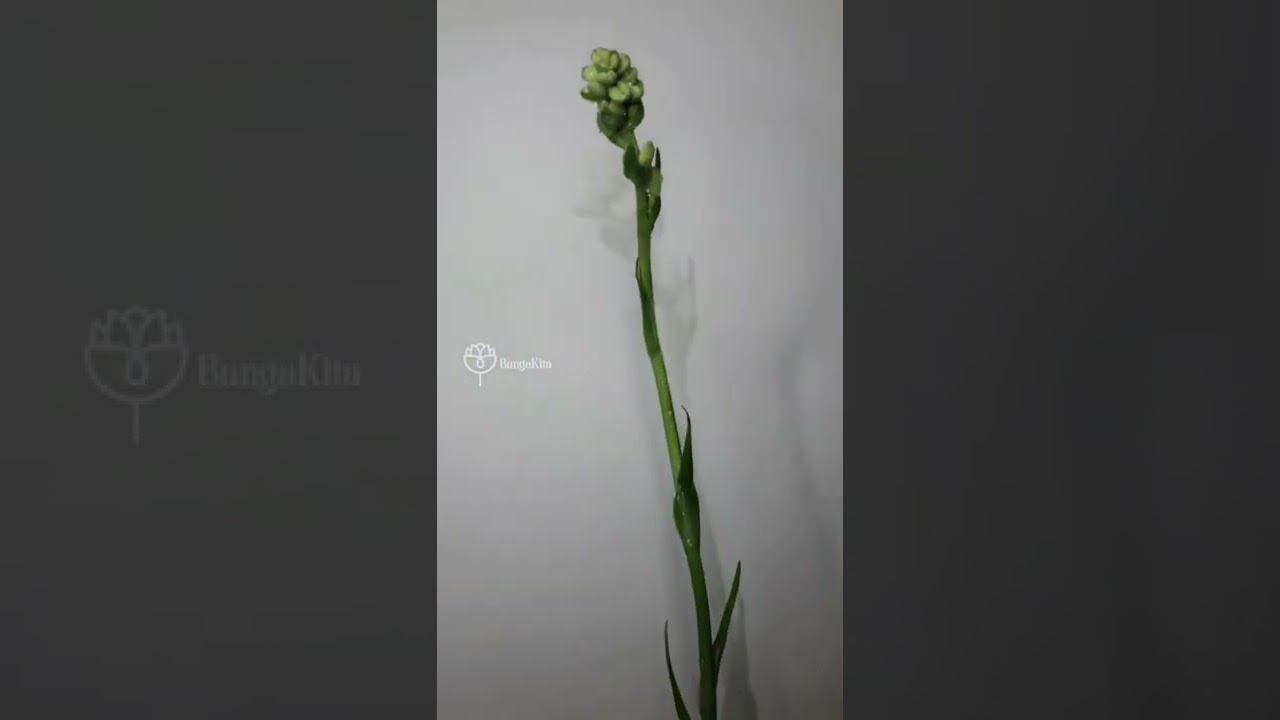 BUNGA YANG WANGINYA SEDAP | SEDAP MALAM | WA: 0821-2911-5607