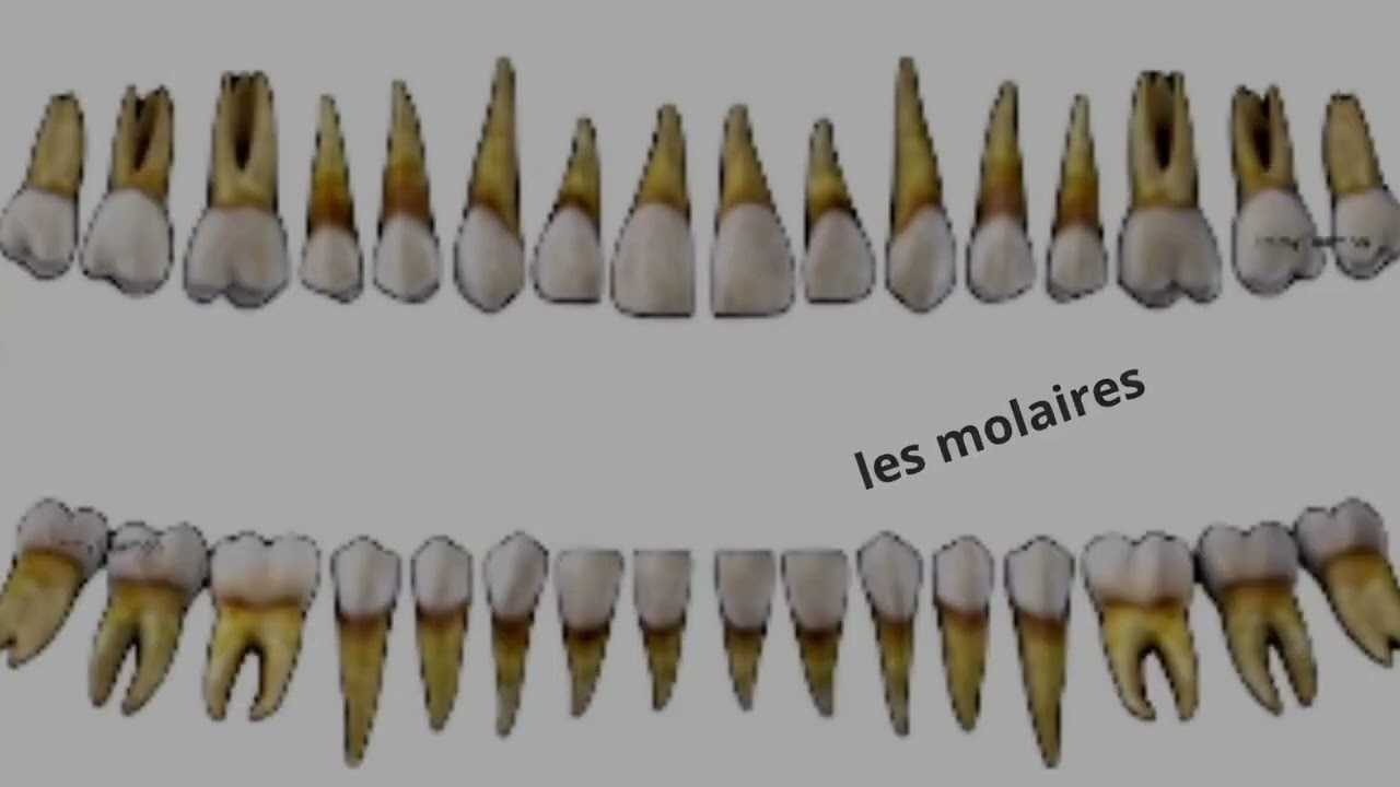 Nomenclature dentaire