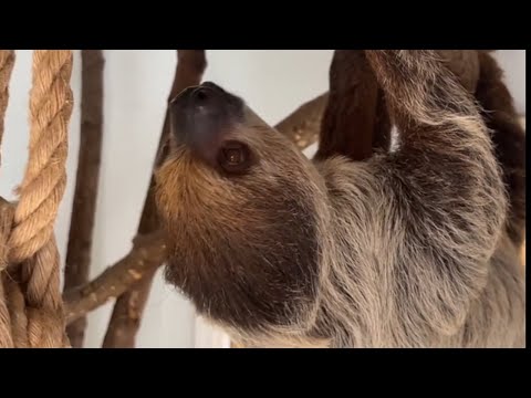 Sloth Encounter