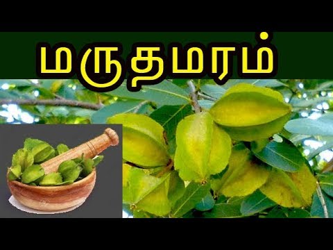 Arjuna Tree - Wholesale Price & Mandi Rate for Terminalia Arjuna in India