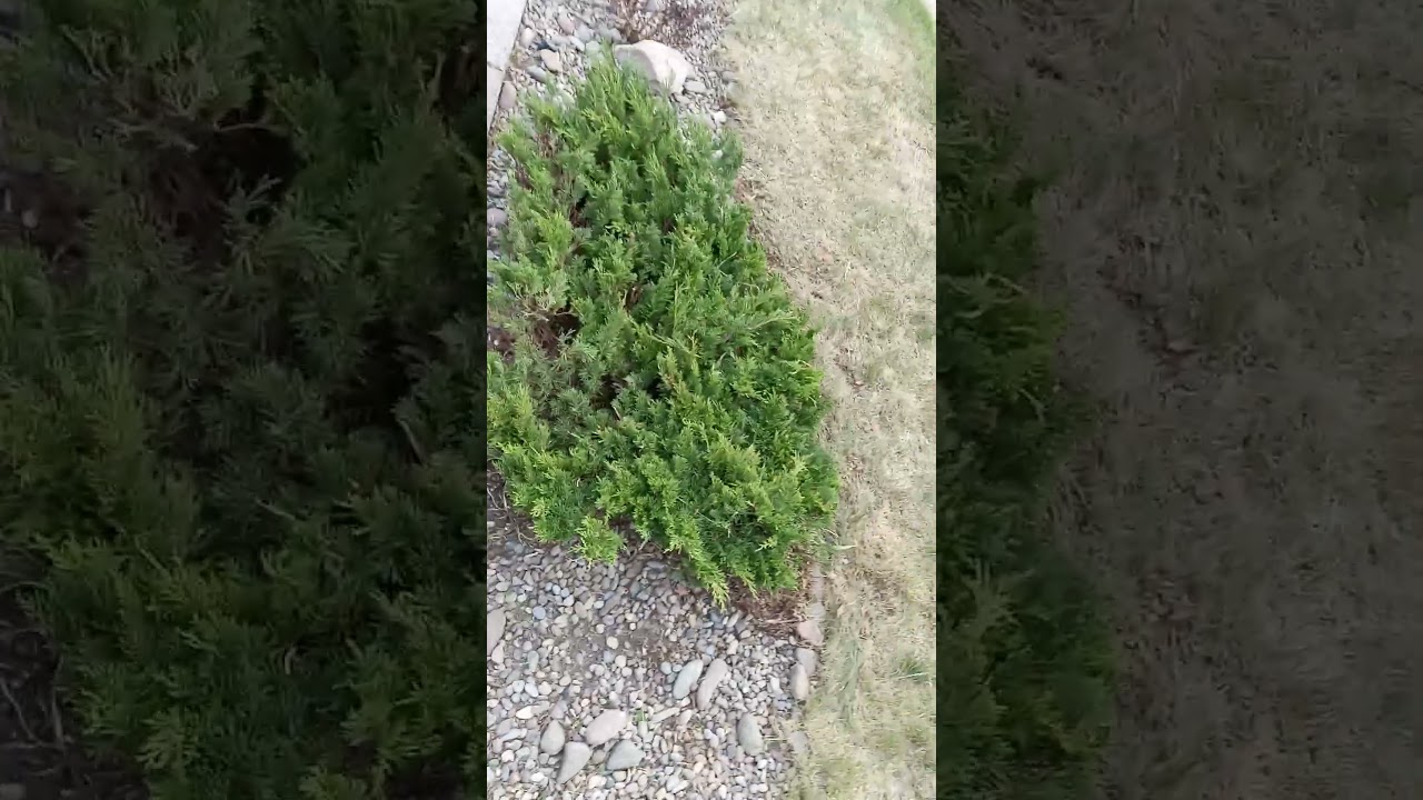 Valley Ridge NW Calgary 