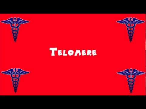 Pronounce Medical Words ― Telomere