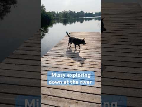 Missy exploring down at the river 