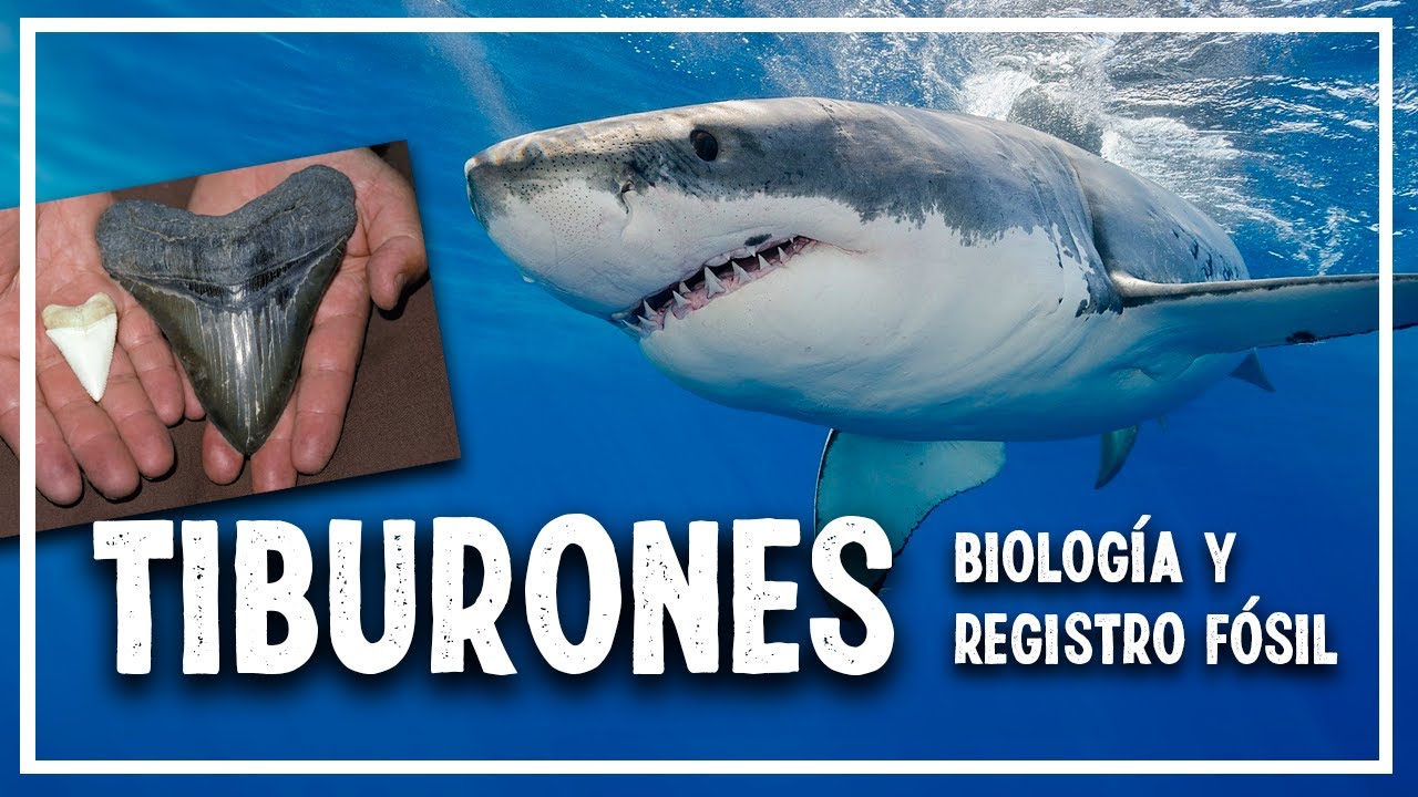 🦈 TIBURONES: BIOLOGÍA MARINA Y PALEONTOLOGÍA