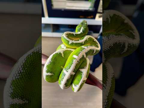 Very high end Amazon Basin Emerald Tree Boas. Any guess how much these go for? Comment below ๐