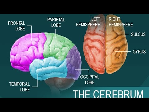 Unveiling the Wonders of Human Brain Anatomy | Explained in english 🧠ðŸ§