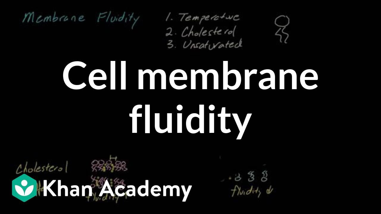 Cell membrane fluidity | Cells | MCAT | Khan Academy