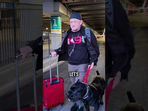 I Took My Service Dog to the Airport and Here's What Happened